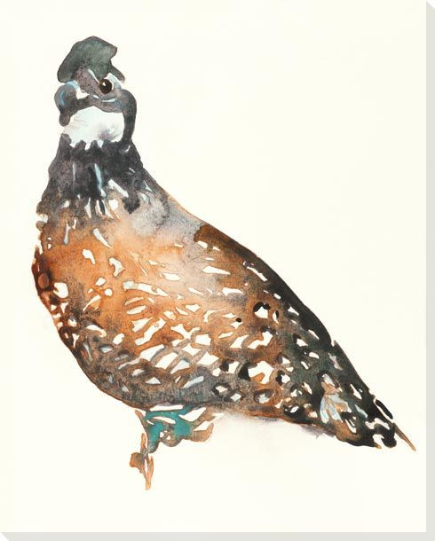 Bob White Bird Wrapped Canvas Giclee Art Print Wall Art | Contemporary ...