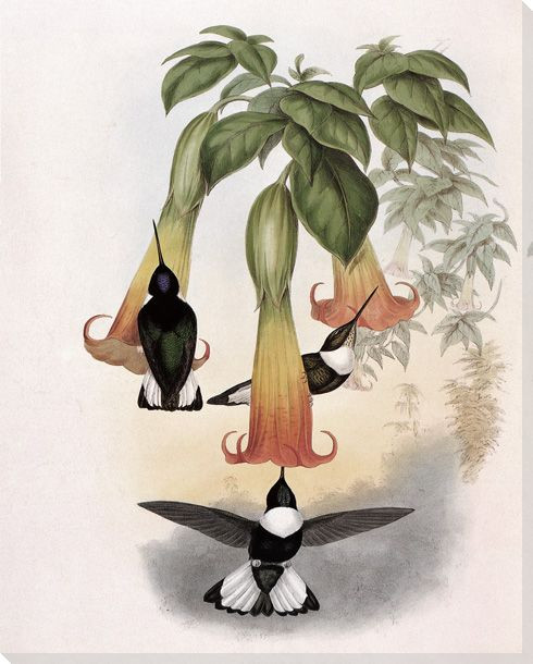 Collared Inca Birds Wrapped Canvas Giclee Print Wall Art - Wall Decor ...