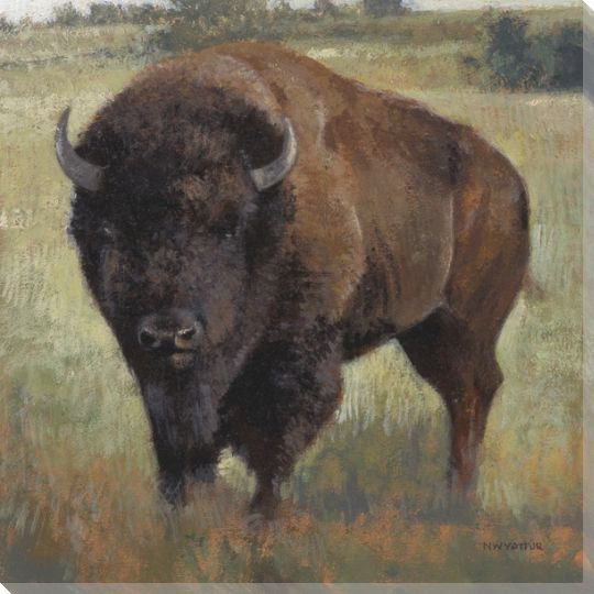American Bison Wrapped Canvas Giclee Print Wall Art | Outdoor Wildlife ...