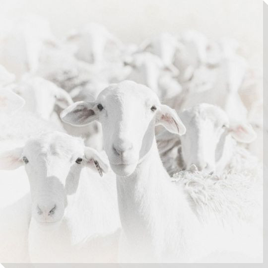 Sheerless Sheep Wrapped Canvas Giclee Art Print Wall Art | Farm Wall Decor