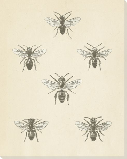 Bee Chart II Wrapped Canvas Giclee Art Print Wall Art - Wall Decor ...