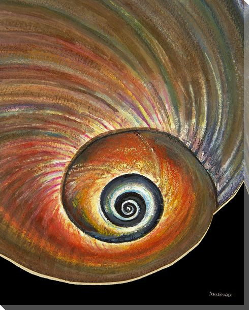 Snail Shell Wrapped Canvas Giclee Print Wall Art | Seaside Wall Decor