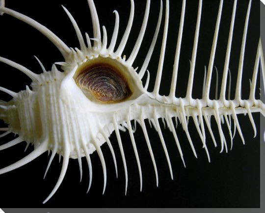 Spiky Shell 2 Wrapped Canvas Giclee Print Wall Art - Wall Decor - Artwork