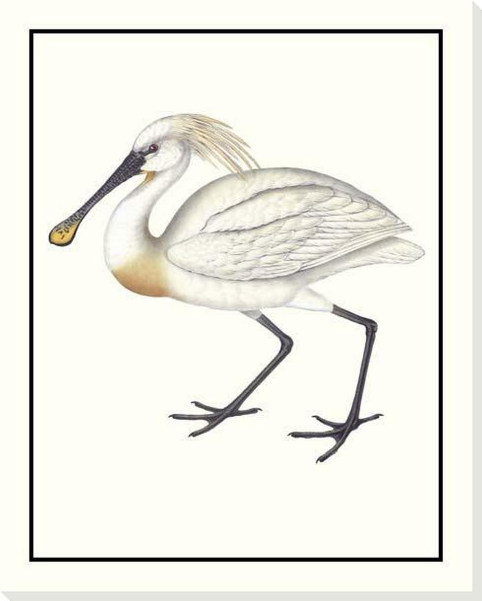 Spoonbill Bird Wrapped Canvas Giclee Art Print Wall Art | Bird Themed ...