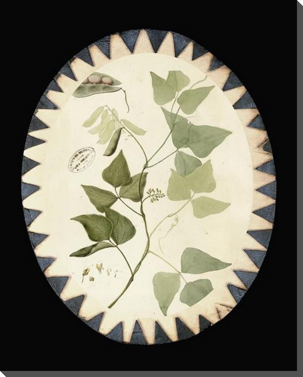 Plant In Silhouette 6 Wrapped Canvas Giclee Art Print Wall Art ...