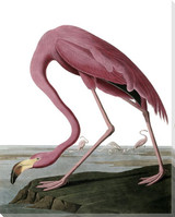 Colorful Flamingo Bird Wrapped Canvas Giclee Print Wall Art | Stylish ...