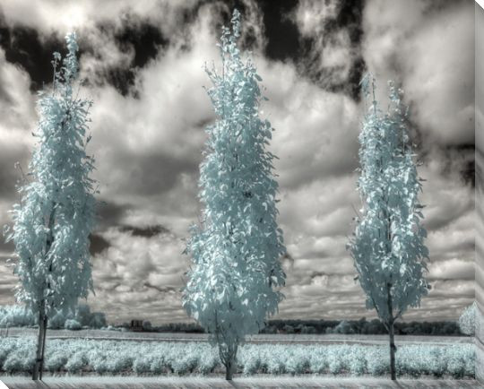 Three Tall Trees Wrapped Canvas Giclee Print Wall Art | Majestic Tree ...