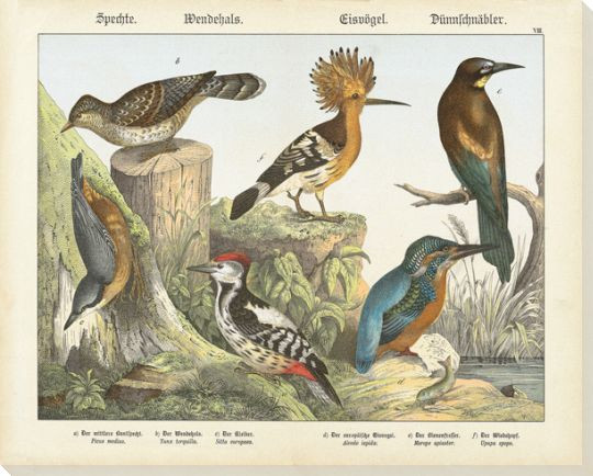 Fancy Birds 1 Wrapped Canvas Giclee Print Wall Art | Stylish Bird Decor