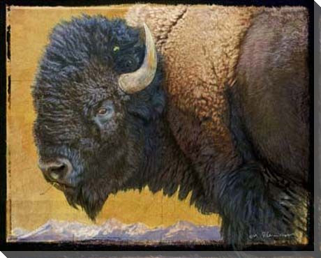 Bison Portrait I Wrapped Canvas Giclee Print Wall Art | Scenic Wildlife ...
