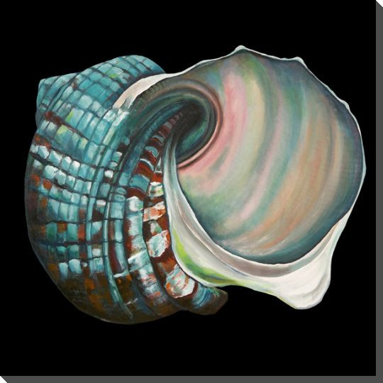 Turquoise Turbo Shell Wrapped Canvas Giclee Print Wall Art | Nautical ...