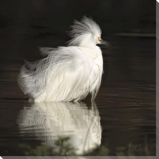Fluffed Out Egret Bird Wrapped Canvas Giclee Art Print Wall Art ...