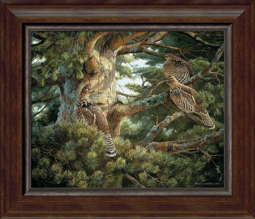 Sunlit Pine Ruffed Grouse Framed Canvas Giclee Art Print Wall Art ...