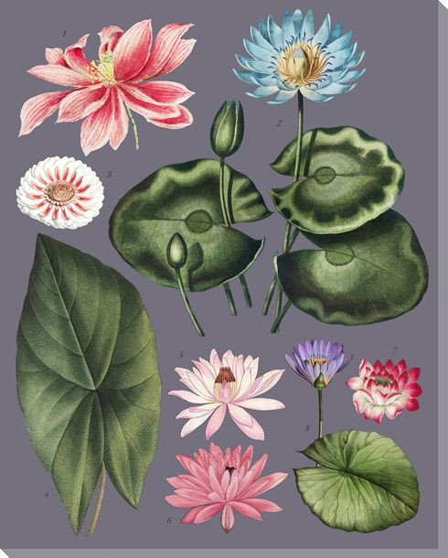 Botanical Study 9 Wrapped Canvas Giclee Art Print Wall Art | Botanical ...