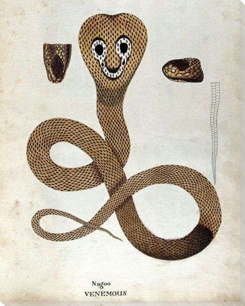 Nagoo Snake Wrapped Canvas Giclee Art Print Wall Art | Reptile Wall ...