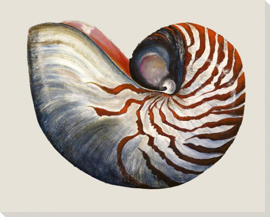 Nautilus Shell Side Wrapped Canvas Giclee Print Wall Art - Wall Decor ...