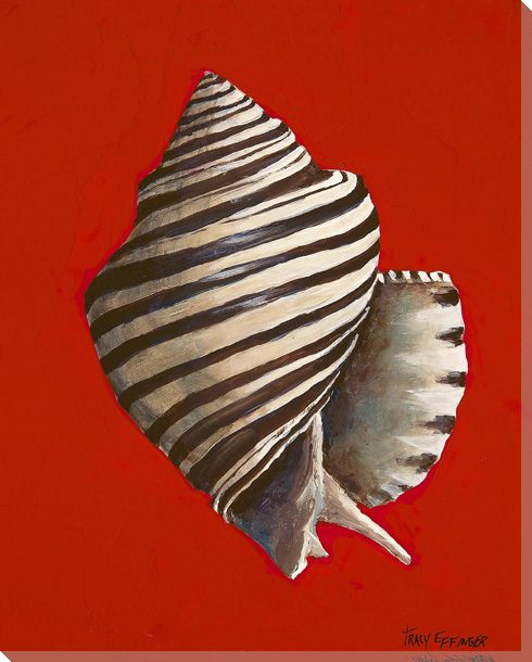 Thorned Latirus Shell Wrapped Canvas Giclee Print Wall Art ...