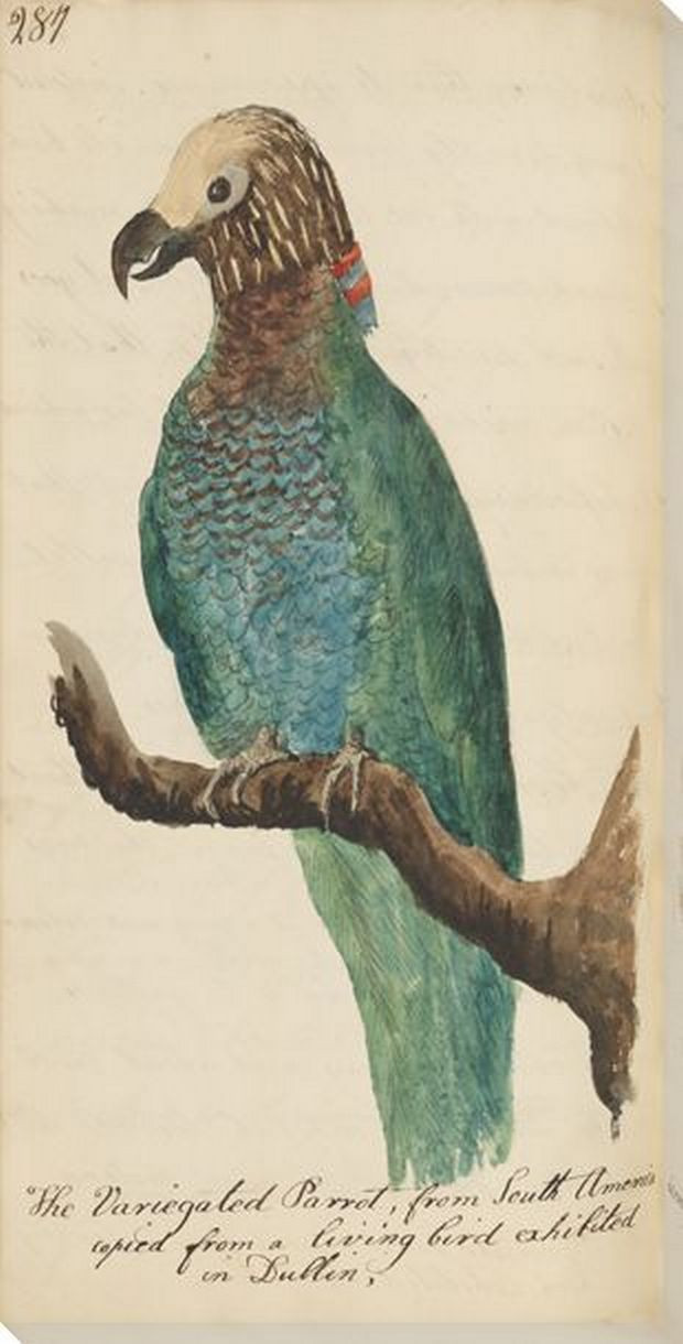 The Variegated Parrot Bird Wrapped Canvas Giclee Art Print Wall Art ...