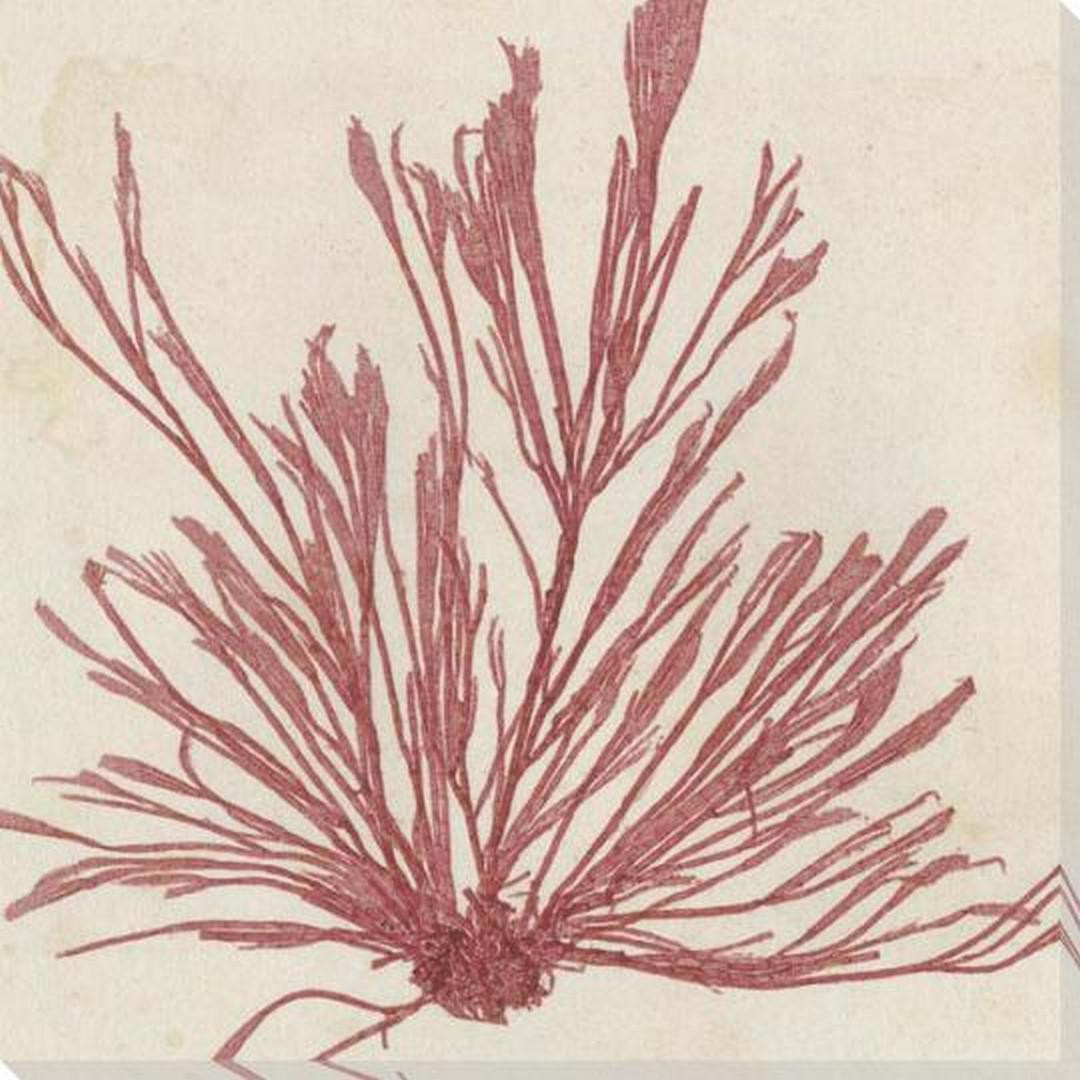 Seaweed Wrapped Canvas Giclee Print Wall Art | Underwater Life Wall Decor