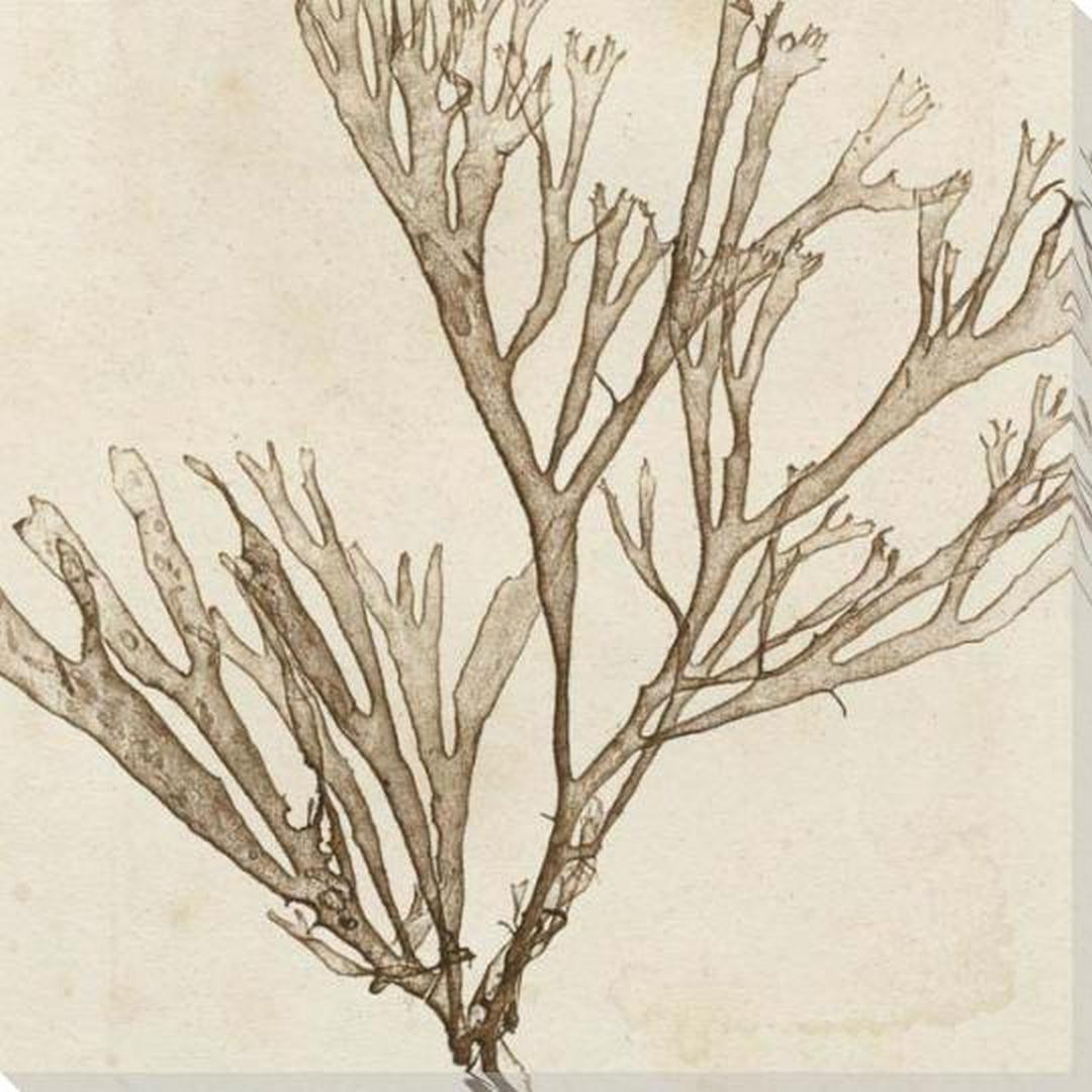 Brilliant Seaweed IX Wrapped Canvas Giclee Art Print Wall Art | Aquatic ...