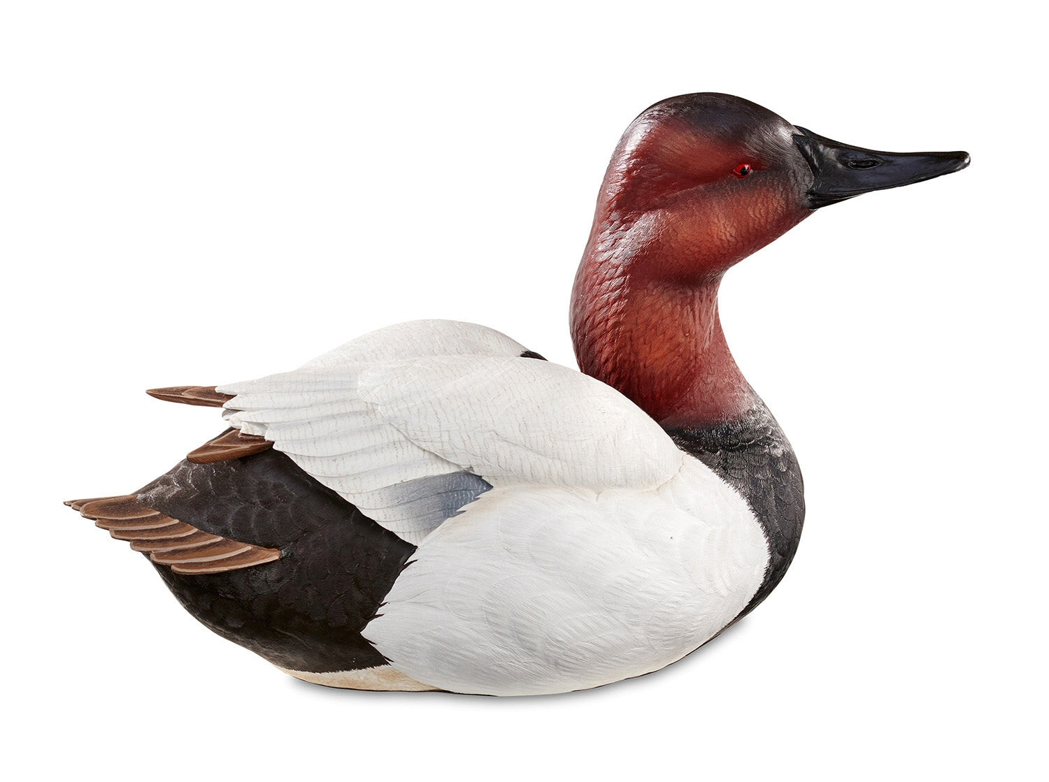 Canvasback Alert Lifesize Duck Decoy Sculpture | Hunting Decor