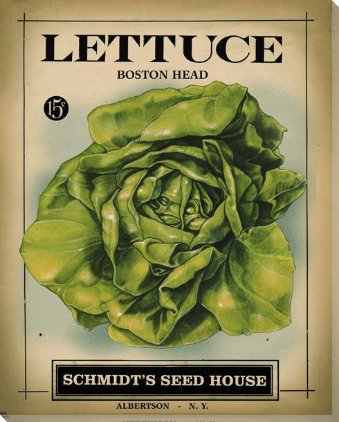Garden Variety Lettuce Wrapped Canvas Giclee Print Wall Art | Fresh ...