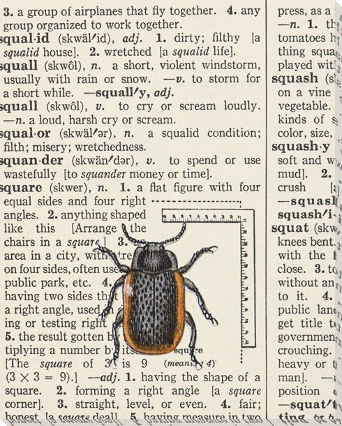 Square Bug Wrapped Canvas Giclee Print Wall Art | Insect Wall Decor