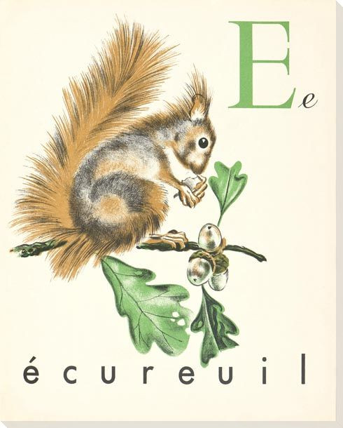 E. Ecureuil Wrapped Canvas Giclee Print Wall Art | Toddler Wall Art Decor