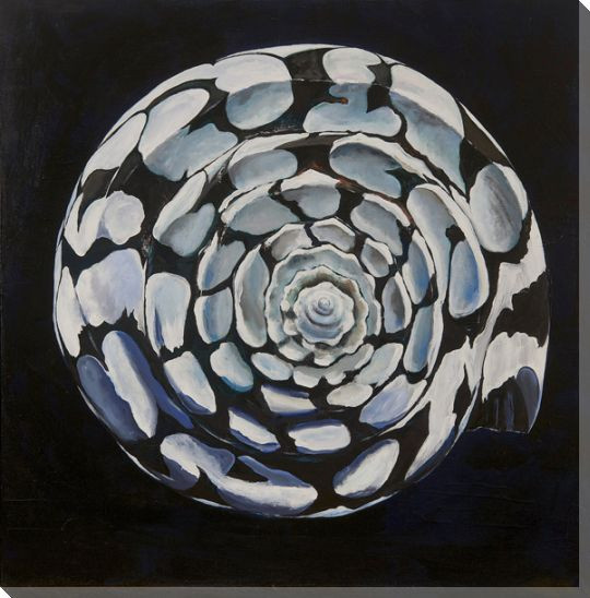 Marble Cone Shell 2 Wrapped Canvas Giclee Print Wall Art | Contemporary ...