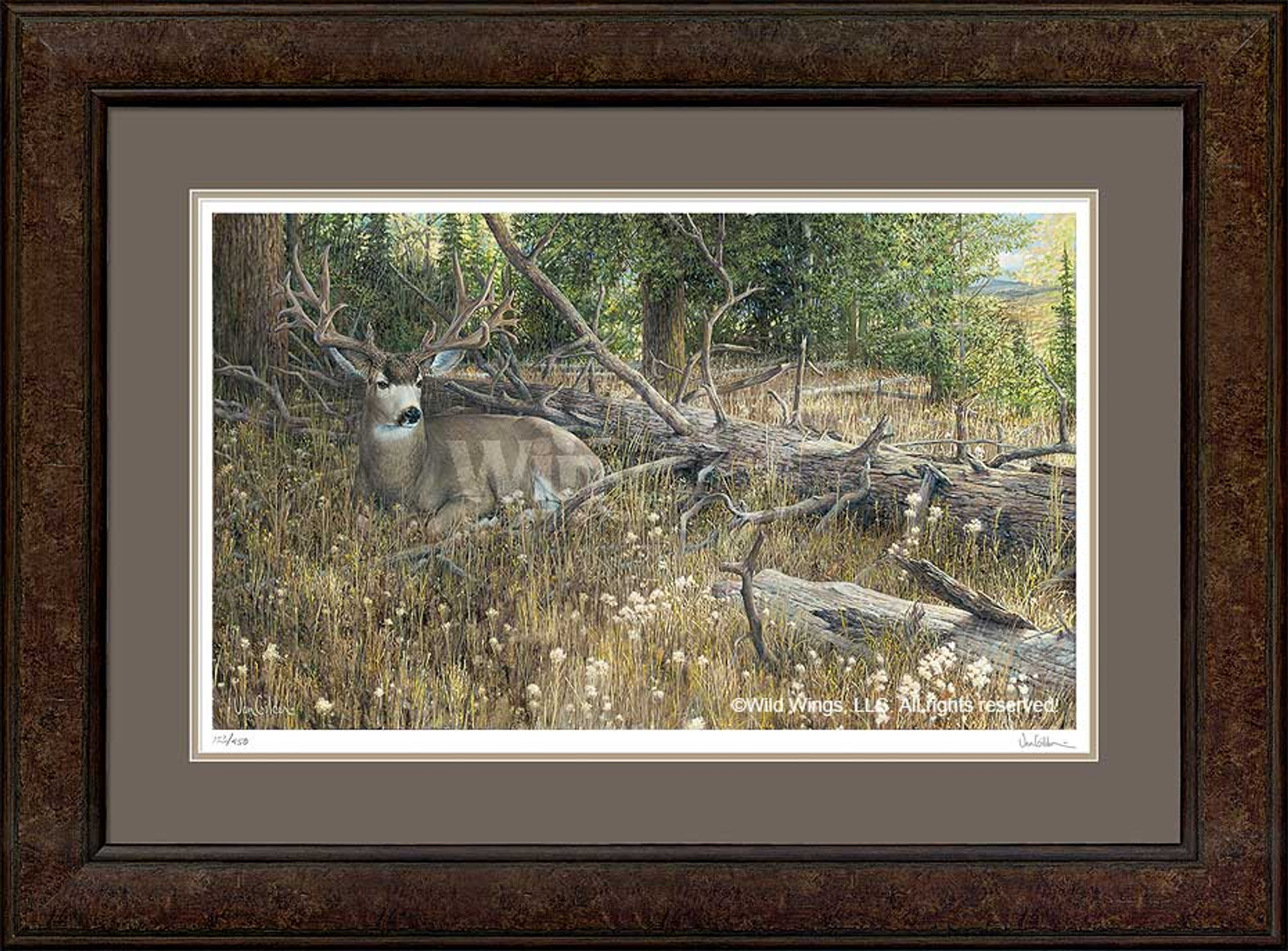 Blow Down Buck Mule Deer Canvas Giclee Art Print Wall Art Wall Decor
