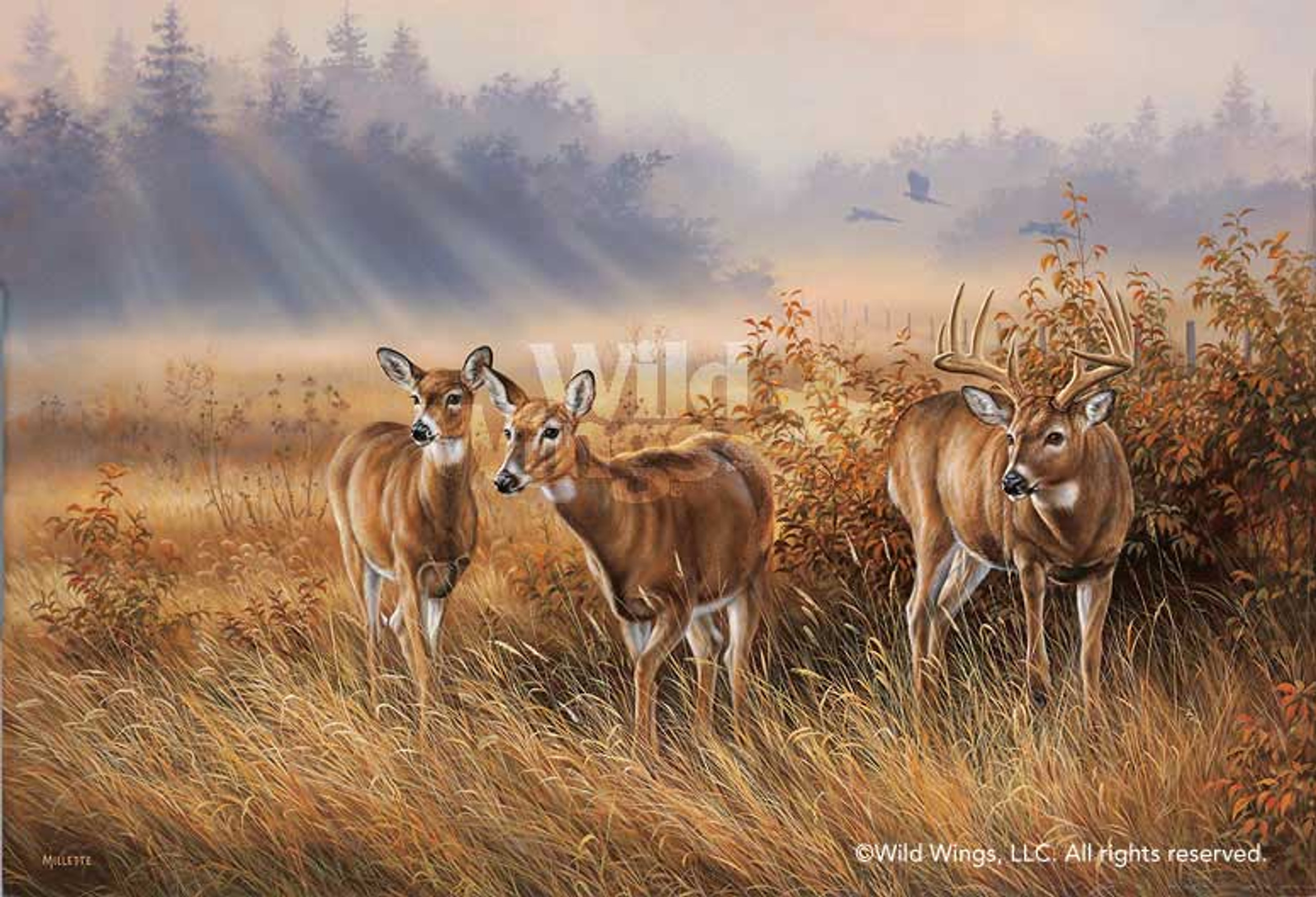 Limited Edition Meadow Mist Whitetail Deer Wrapped Canvas Giclee Print
