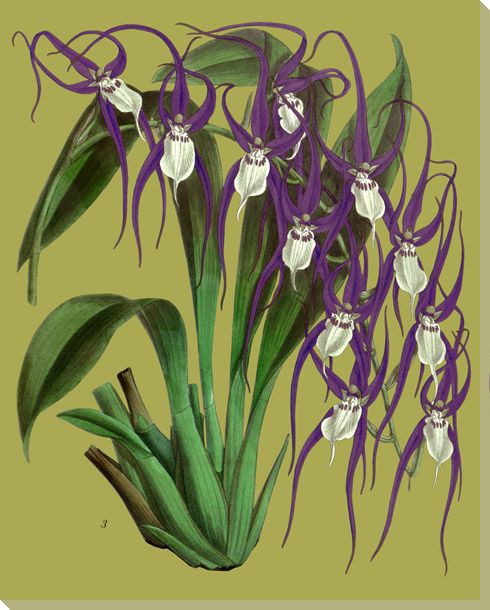 Botanical Study Plants on Black Wrapped Canvas Giclee Art Print ...