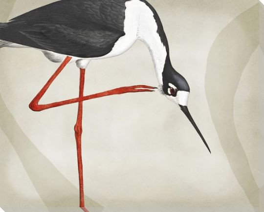 Wading Crane Birds Wrapped Canvas Giclee Print Wall Art | Colorful Bird ...
