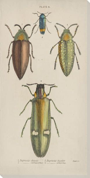 Bug Plate 24 Wrapped Canvas Giclee Print Wall Art | Entomology Wall ...