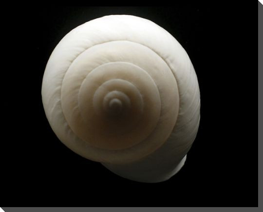 Colorful Moon Shell 1 Wrapped Canvas Giclee Print Wall Art - Wall Decor ...