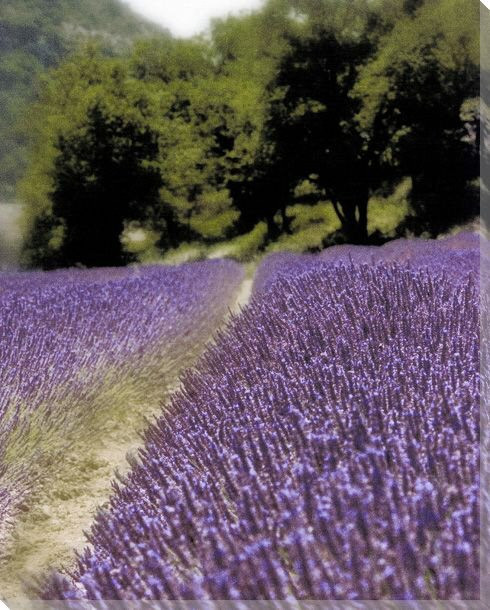 Arcadia Path Wrapped Canvas Giclee Print Wall Art | Scenery Wall Decor