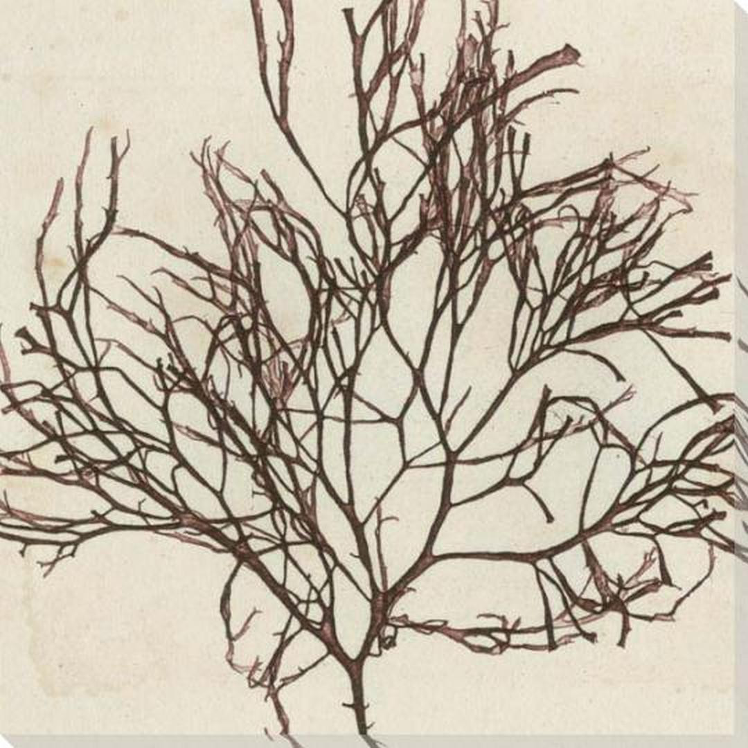 Seaweed Wrapped Canvas Giclee Print Wall Art - Wall Decor - Artwork