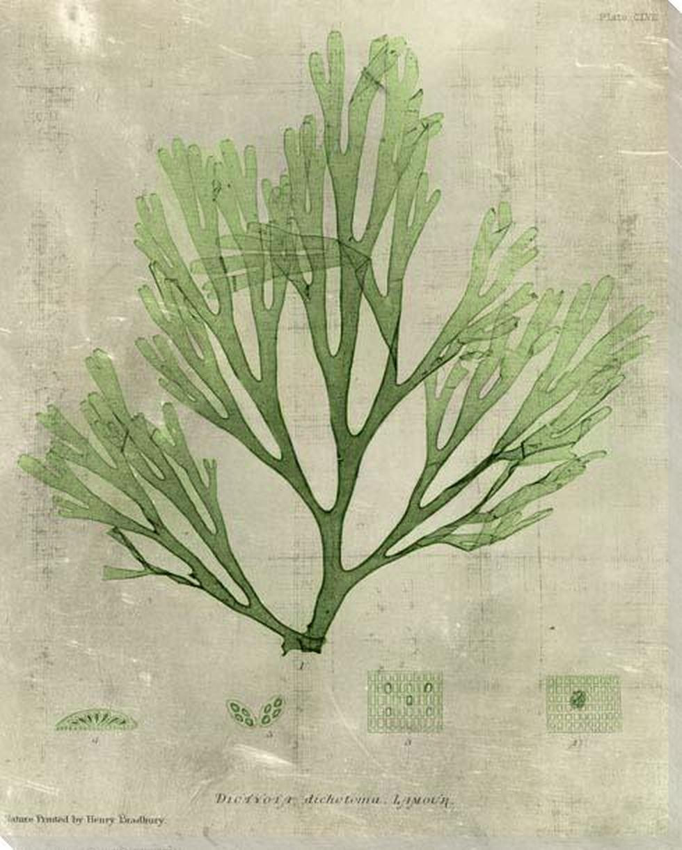 Seaweed Wrapped Canvas Giclee Print Wall Art - Wall Decor - Artwork