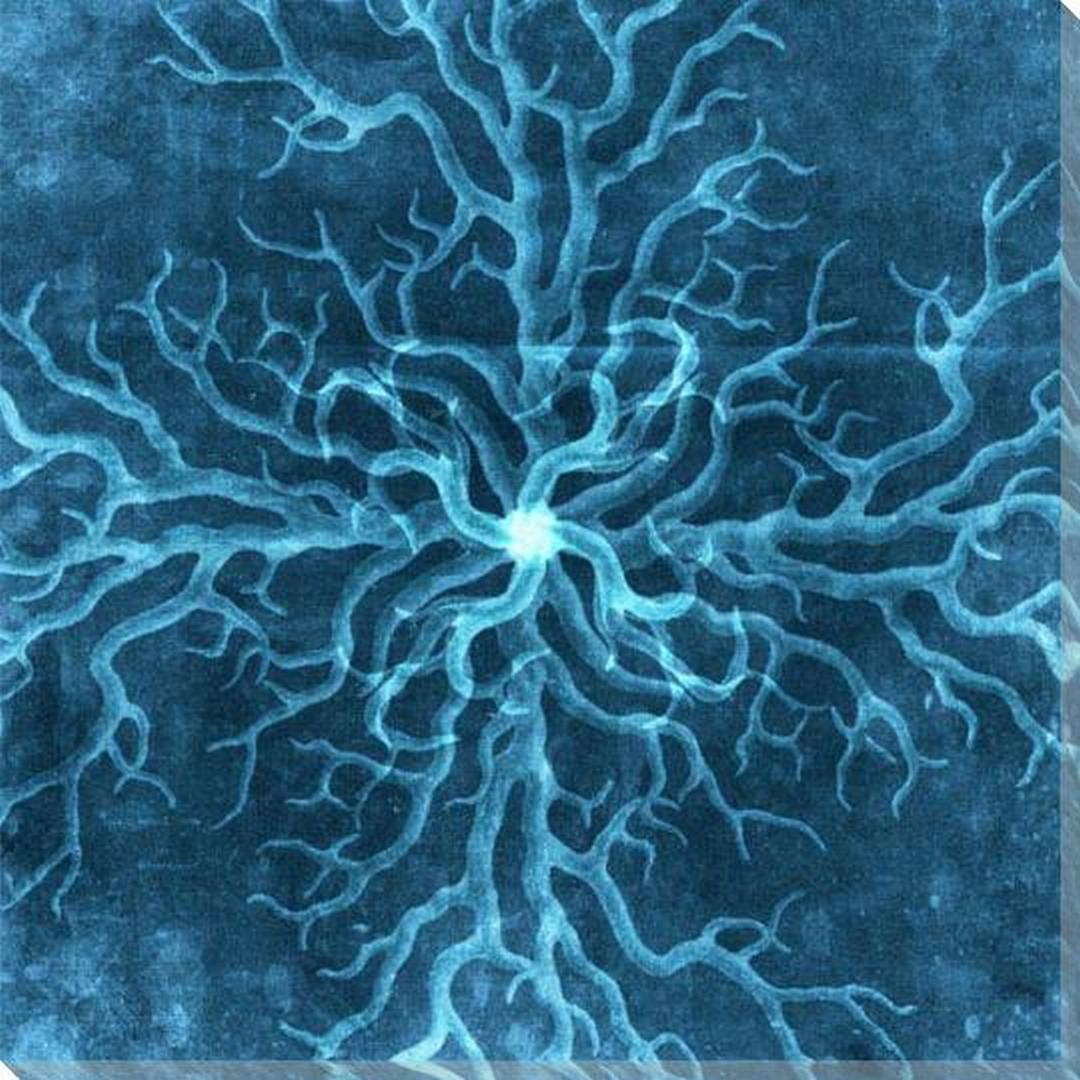 Patterns From The Sea Clamshell Wrapped Canvas Giclee Art Print Wall ...