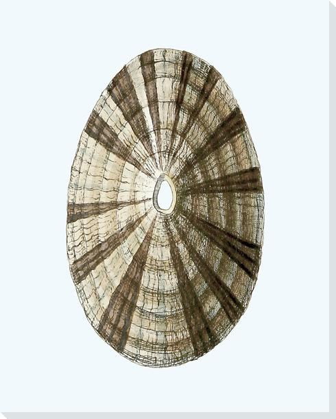 Pale Sea Shell 5 Wrapped Canvas Giclee Art Print Wall Art | Seashore ...