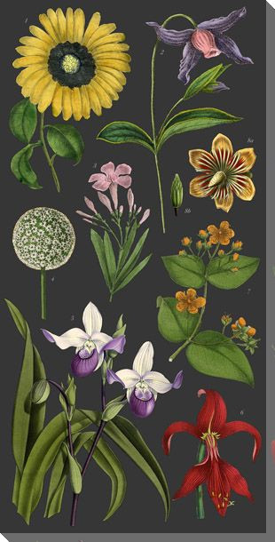 Botanical Study Plants on Black Wrapped Canvas Giclee Art Print ...