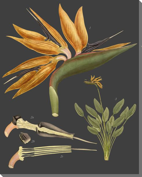 Botanical Study 14 Wrapped Canvas Giclee Art Print Wall Art - Wall ...