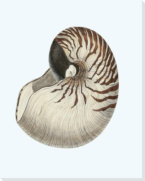 Pale Sea Shell 5 Wrapped Canvas Giclee Art Print Wall Art | Seashore ...