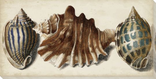 Shell Trio II Wrapped Canvas Giclee Print Wall Art | Marine Wall Decoration