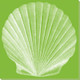 Horizontal Mitre Cone Shell Wrapped Canvas Giclee Print Wall Art - Wall ...