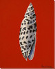 Mitre Cone Shell Wrapped Canvas Giclee Print Wall Art | Beach Wall ...