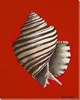 Thorned Latirus Shell Wrapped Canvas Giclee Print Wall Art ...