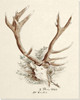 Antler 1895 1 Wrapped Canvas Giclee Art Print Wall Art | Outdoor ...