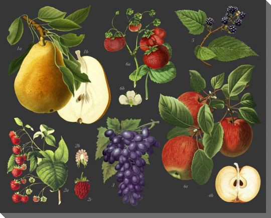 Botanical Study Plants on Black Wrapped Canvas Giclee Art Print ...