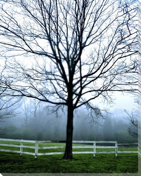 Solo tree Wrapped Canvas Giclee Print Wall Art - Wall Decor - Artwork