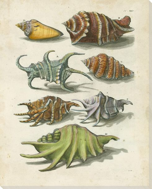 Conch Shell Illustration Wrapped Canvas Giclee Print Wall Art | Seaside ...